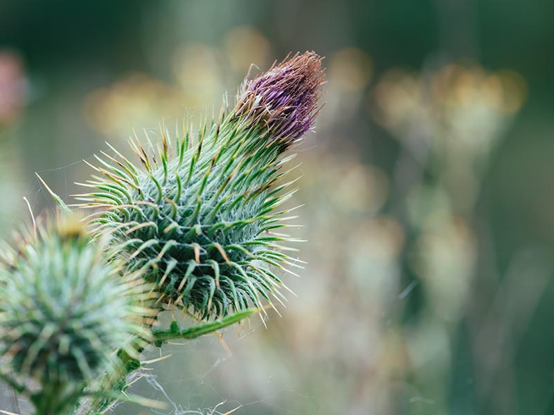 Montana Resort - Colibița